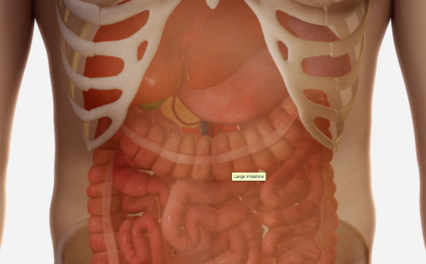 Ultrasound Characteristics And Scanning Techniques Of